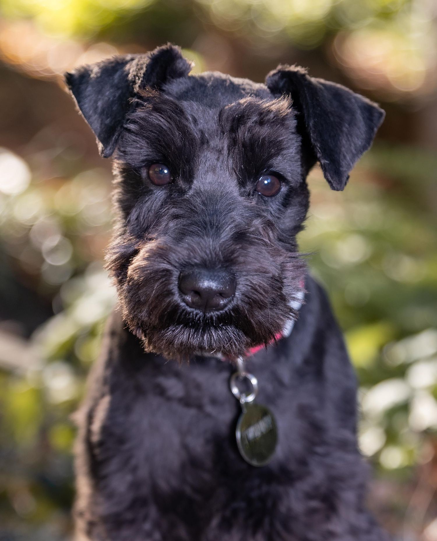 Pets | Carson French Photography