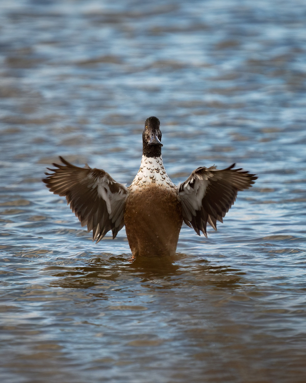 Winter Waterfowl in Eastern North Carolina