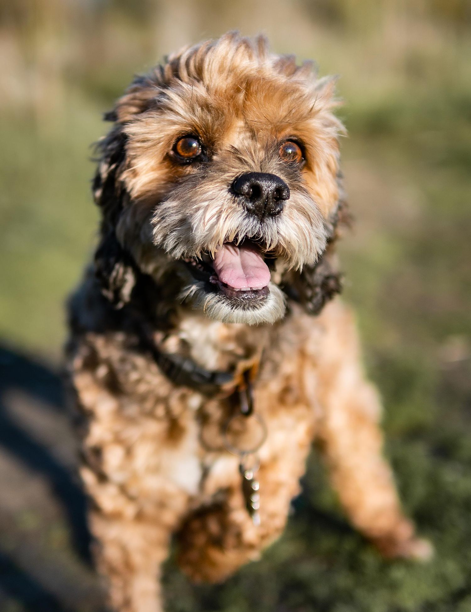 Pets | Carson French Photography