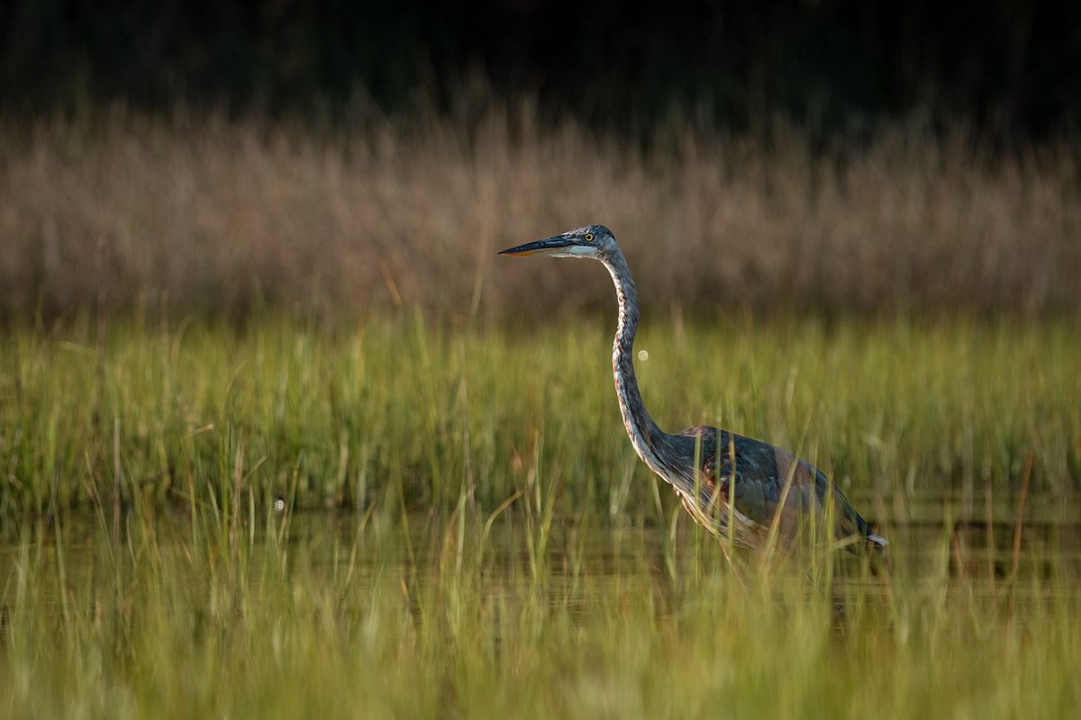 Great Blue Heron Takes Flight: A Stunning Natural Moment