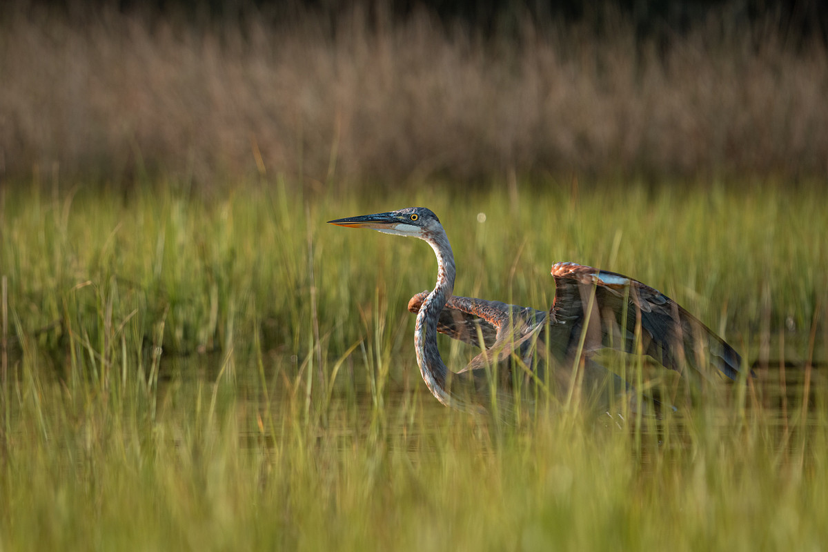 Great Blue Heron Takes Flight: A Stunning Natural Moment