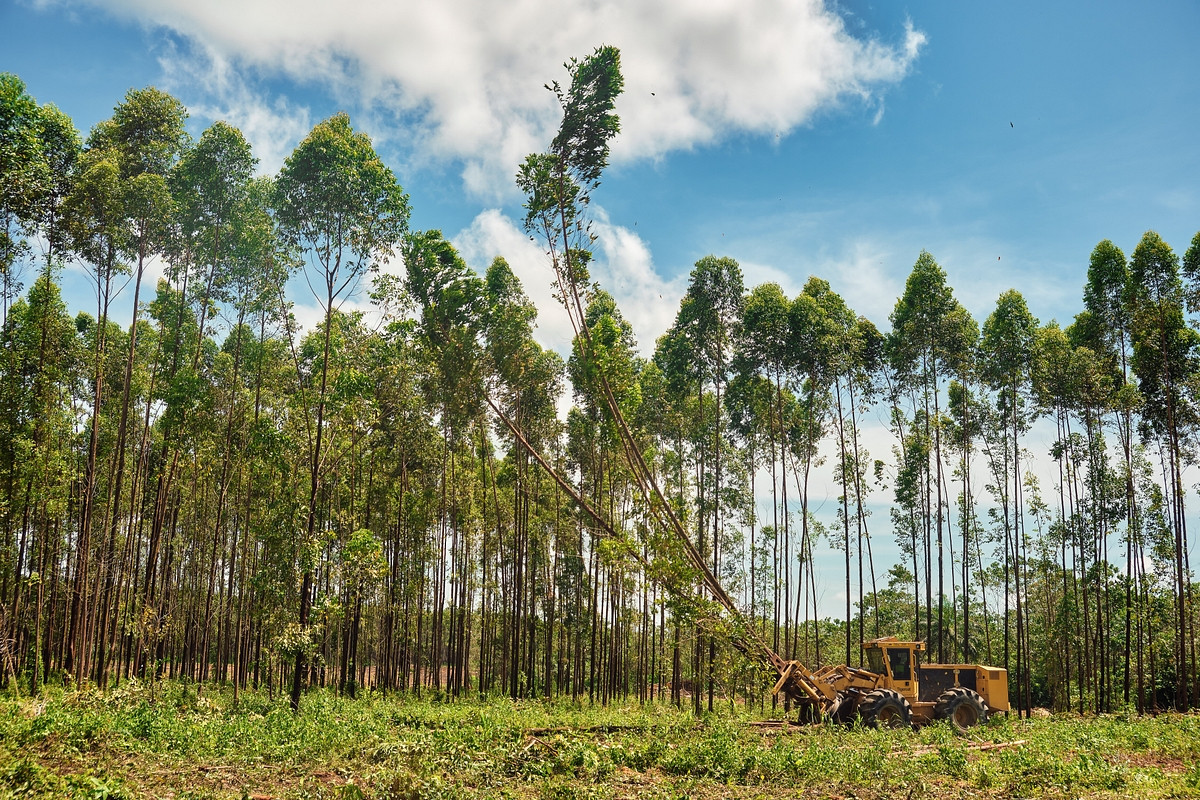 From Seeds to Forests: Did you know you can grow a forest from scratch ...