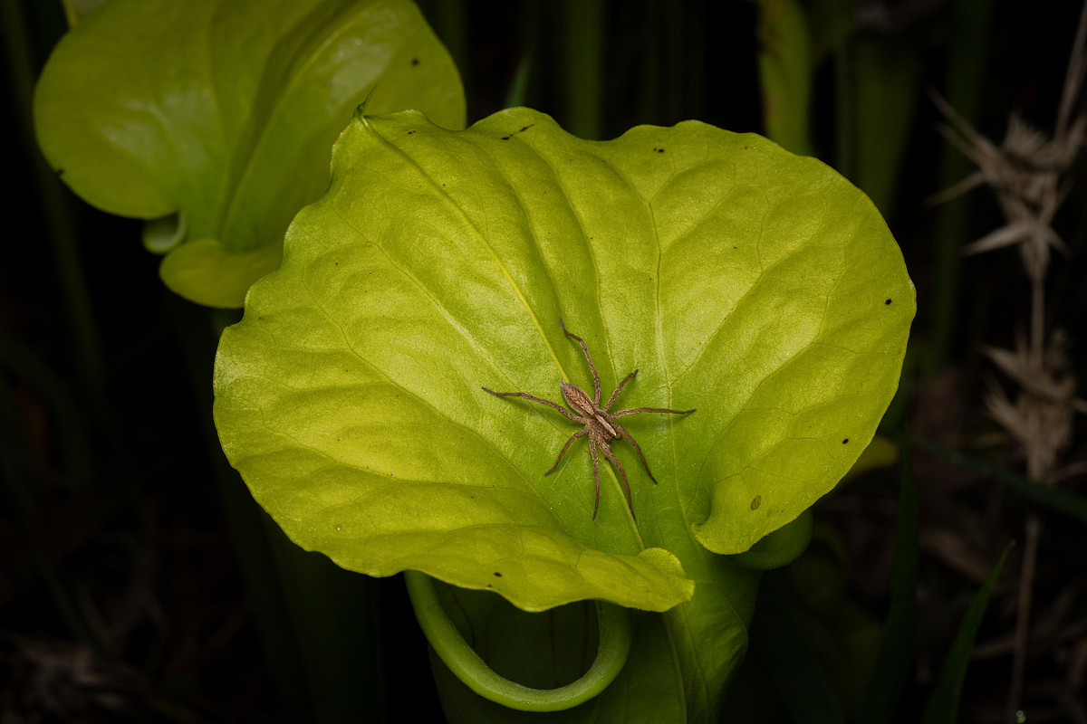 Exploring Life After Dark in the Pitcher Plant Bog Ecosystem