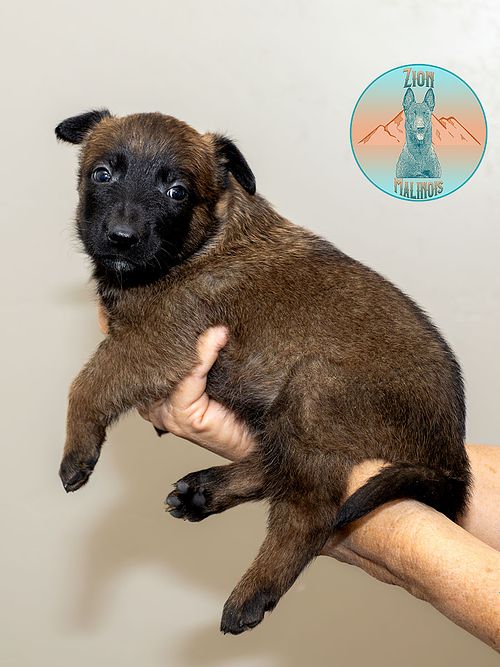 Belgian Malinois Puppies | Zion Malinois